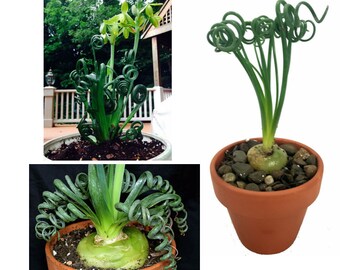 Frizzle Sizzle Plant Live | Etsy