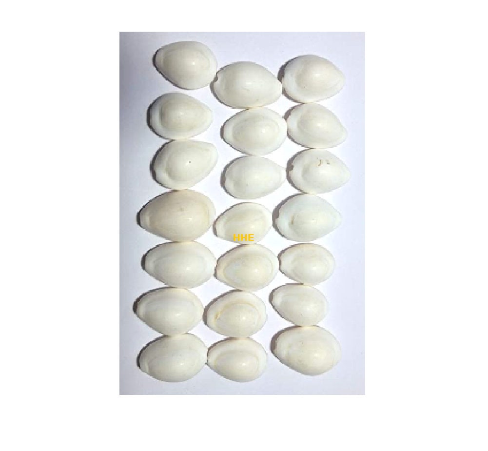 White Kaudi Safed Kaudi Laxmi Kaudi Pure White Cowrie Laxmi Conch FREE ...