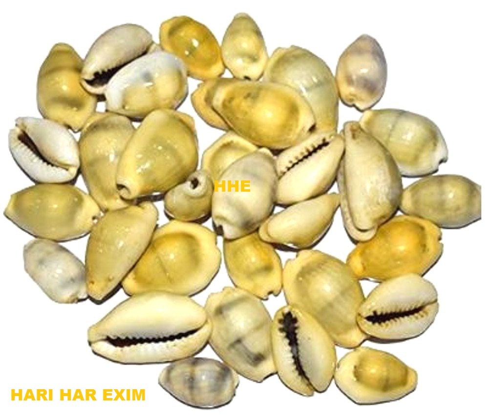 Diwali Pooja Peeli Kaudi Yellow Kaudi Laxmi Kaudi Yellow Cowrie Laxmi ...