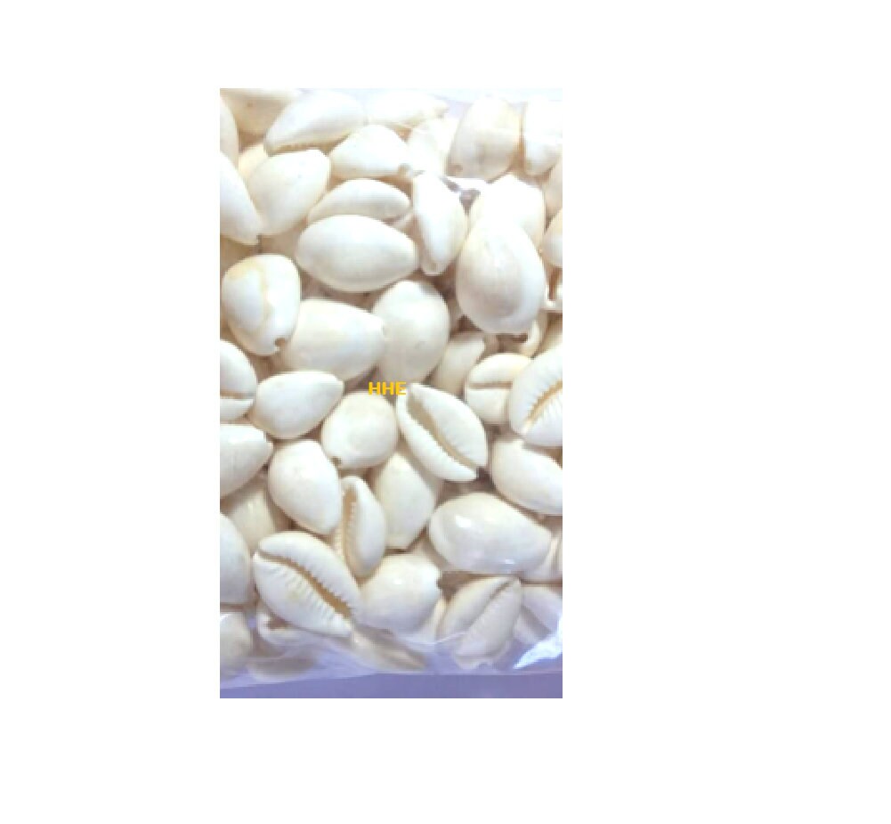 White Kaudi Safed Kaudi Laxmi Kaudi Pure White Cowrie Laxmi - Etsy Finland