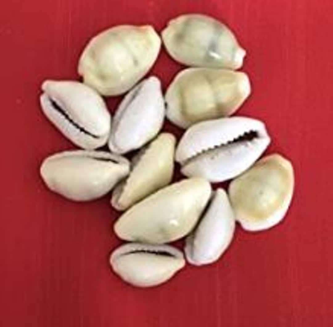 Diwali Pooja Peeli Kaudi Yellow Kaudi Laxmi Kaudi Yellow Cowrie Laxmi ...