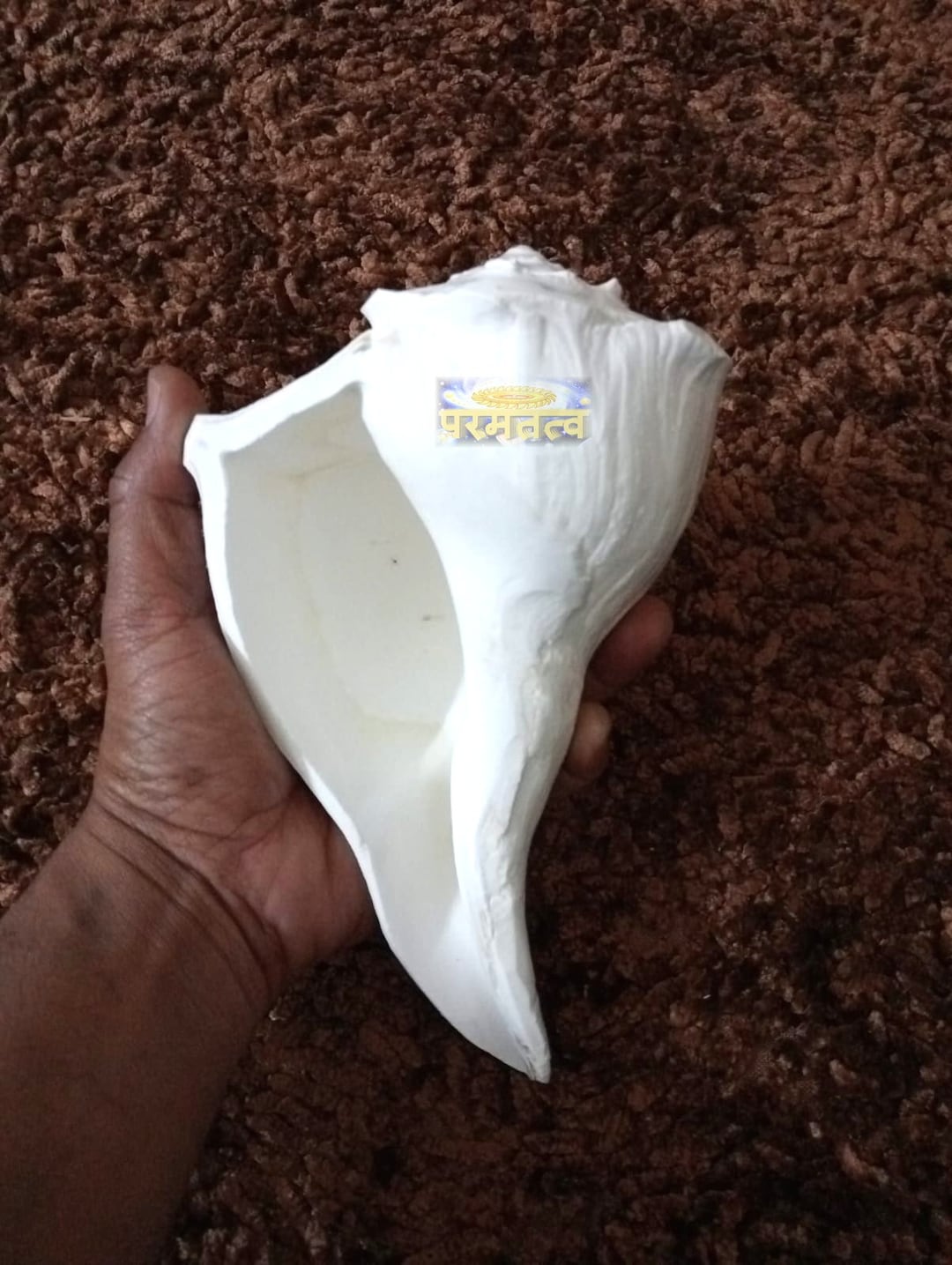 Rare Big Dakshinavarti Shankh Lakshmi Shankh Laxmi Conch (giant ...