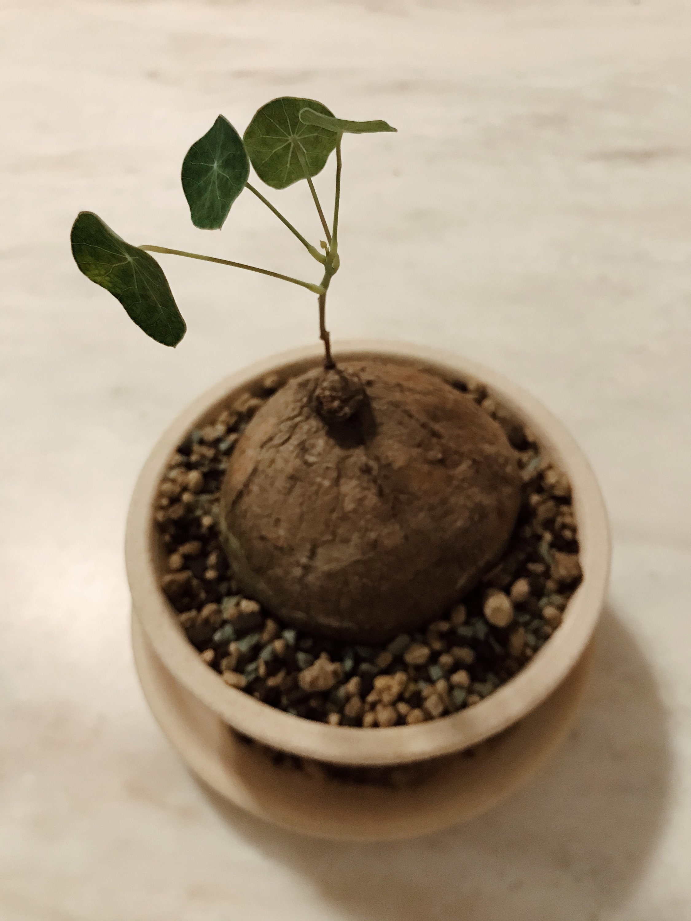 Indoor Planters Home & Living Rare Exotic Plant Caudex Seller U Carib ...