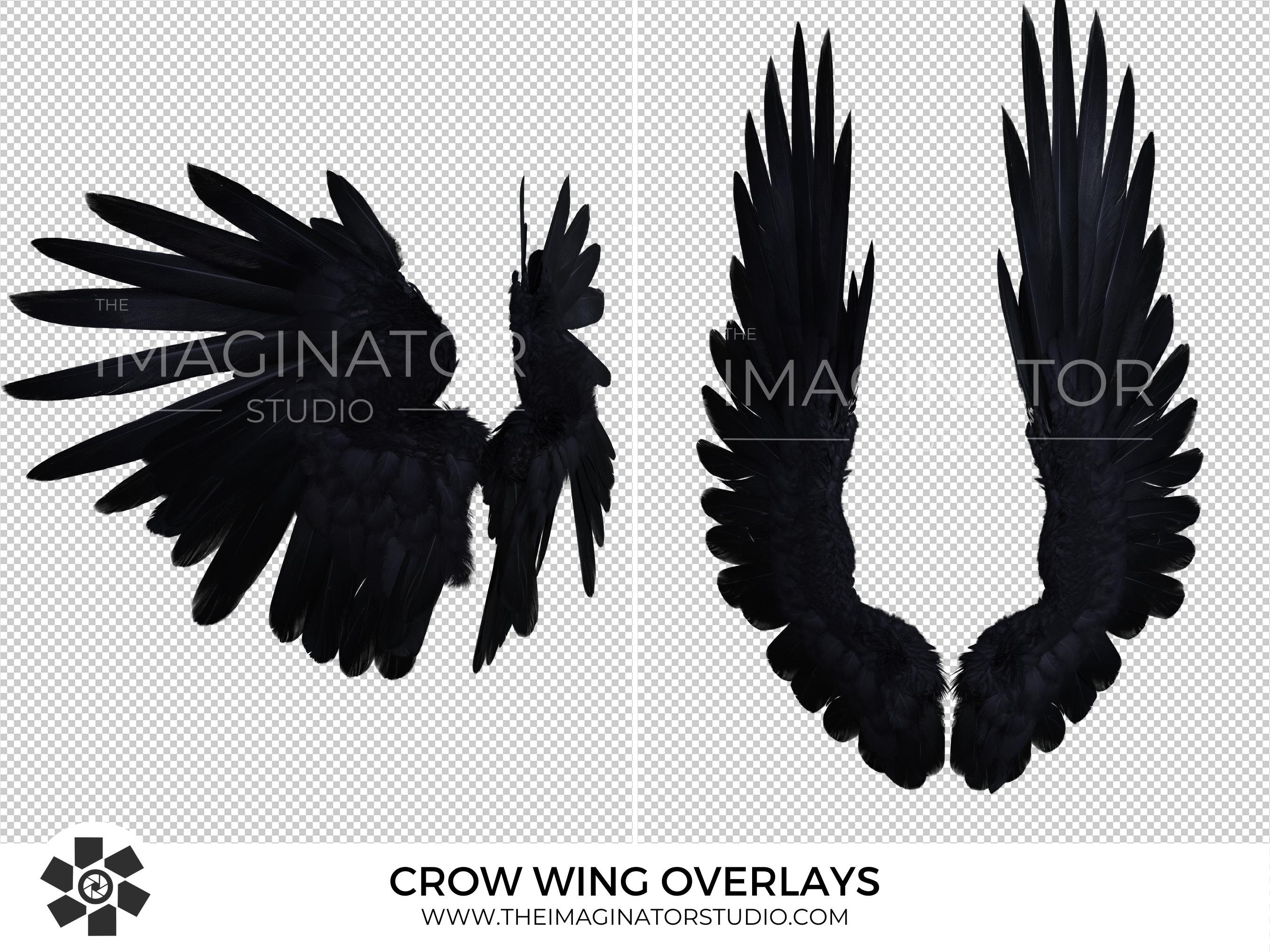 Crow Wing Overlays | Black Wings | Photoshop | Photography | Raven ...
