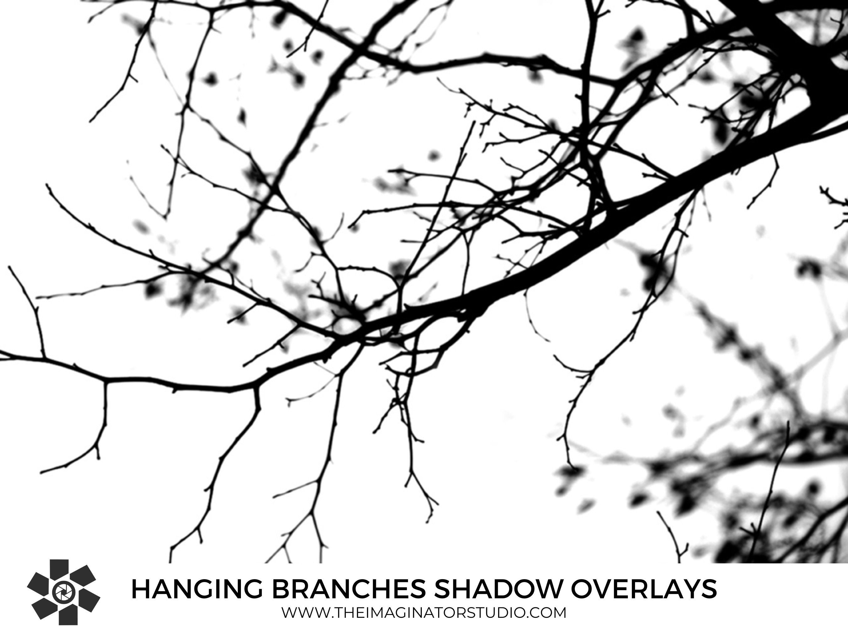 Shadow Overlays | Leaf Shadow | Tree Branch Shadow | Photoshop Overlays ...