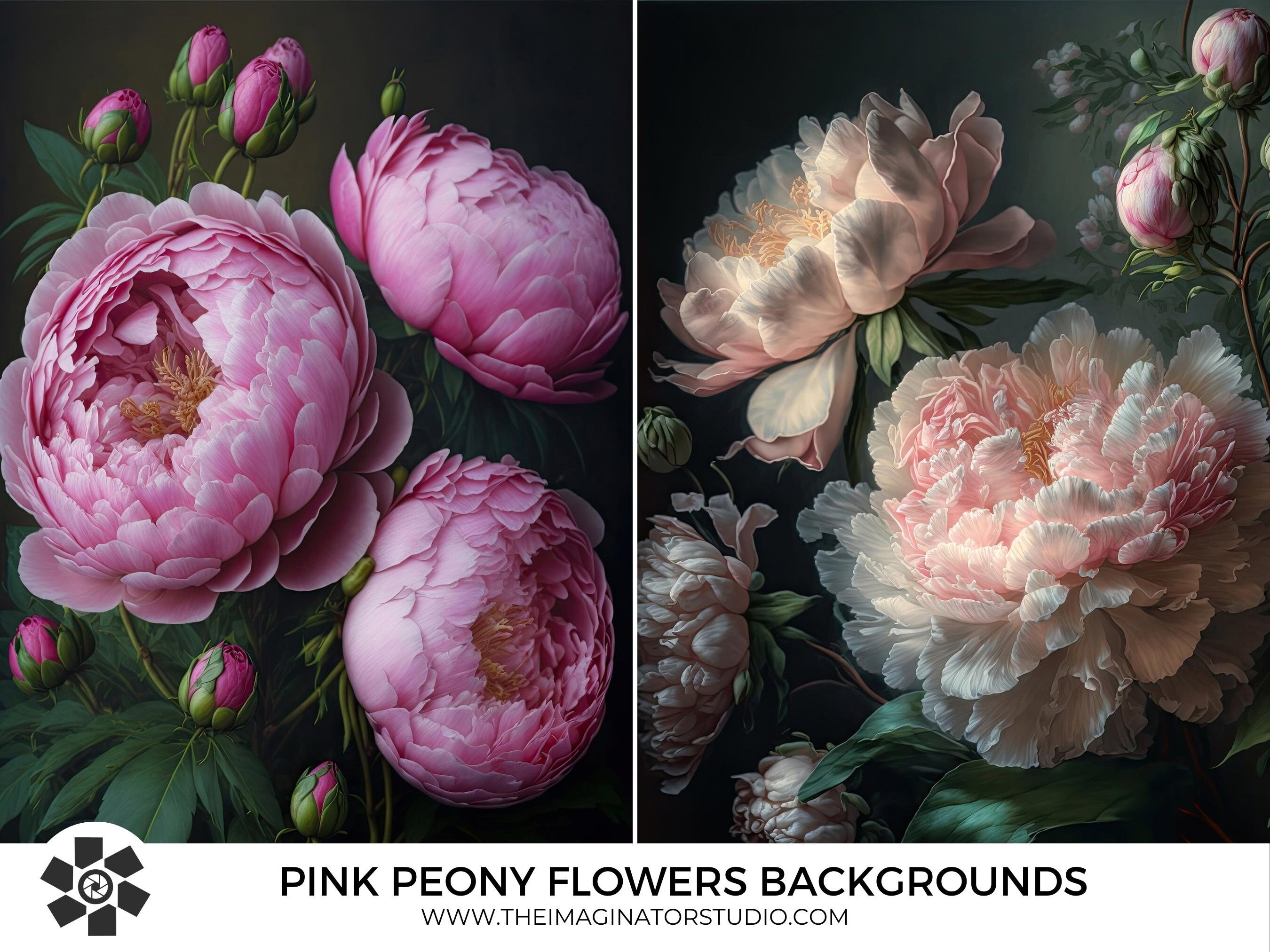 Pink Peony Digital Backgrounds | Floral Backdrops | Portrait ...