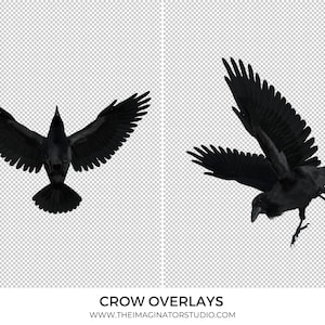 Crow Overlays | Raven | Bird Overlays | Crow PNG | Photoshop Overlay ...