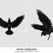 Crow Overlays | Raven | Bird Overlays | Crow PNG | Photoshop Overlay ...