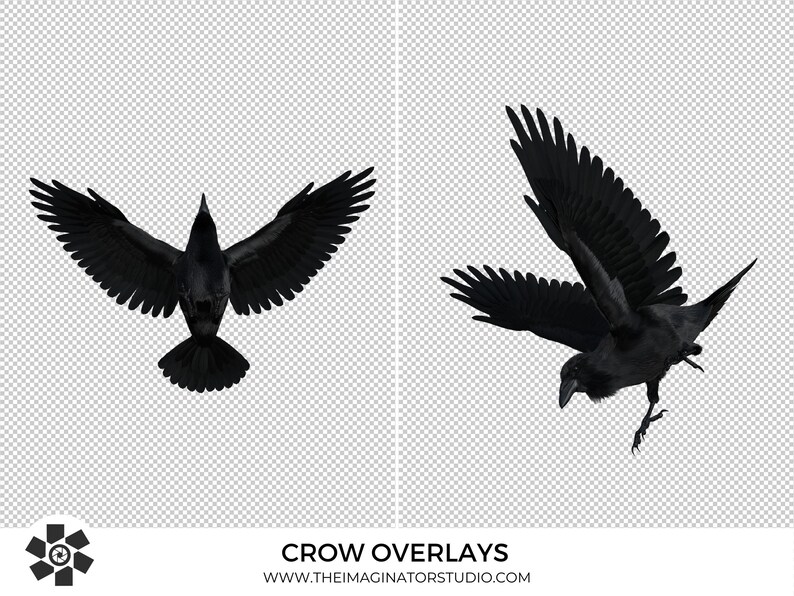 Crow Overlays | Raven | Bird Overlays | Crow PNG | Photoshop Overlay ...