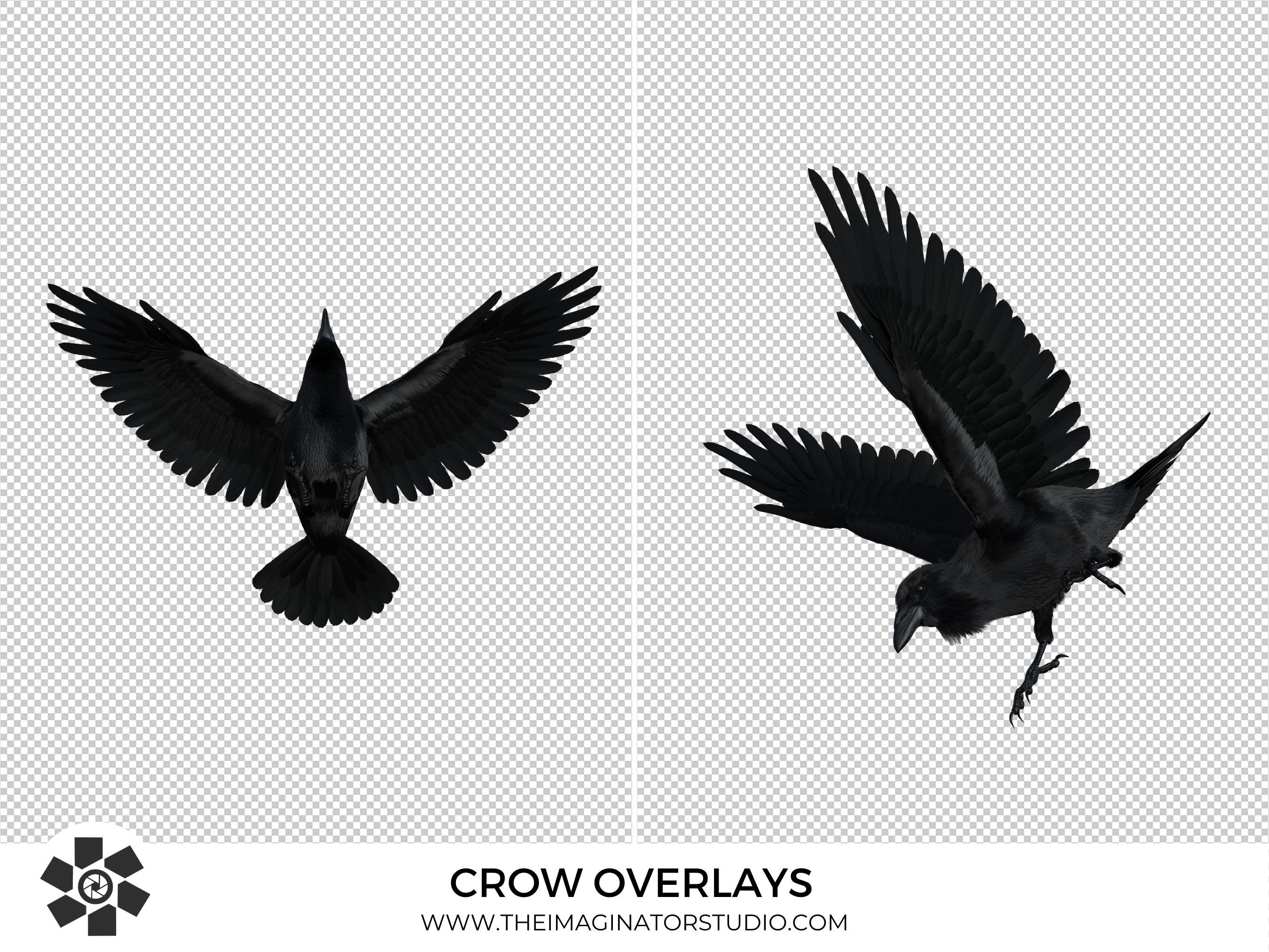 Crow Overlays | Raven | Bird Overlays | Crow PNG | Photoshop Overlay ...