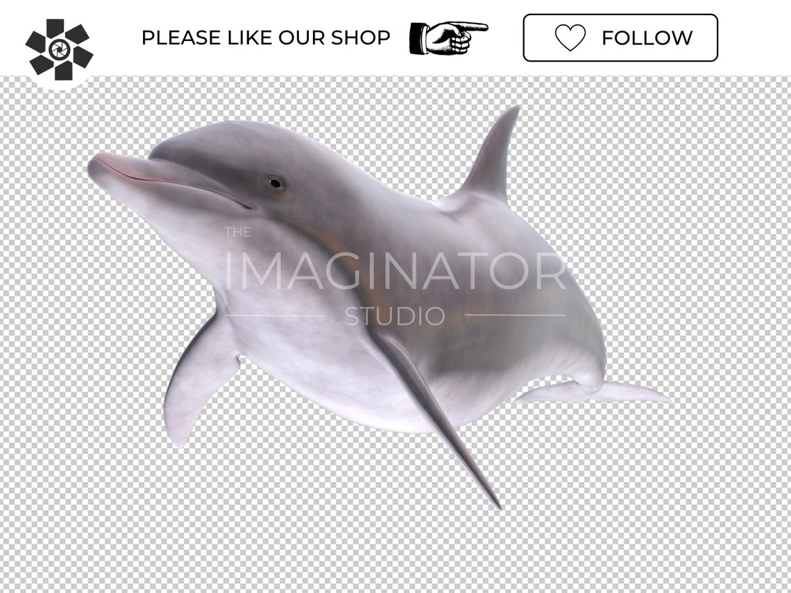 Dolphin Overlays PNG With Transparent Backgrounds for Dolphin Crafts ...