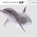 Dolphin Overlays PNG With Transparent Backgrounds for Dolphin Crafts ...