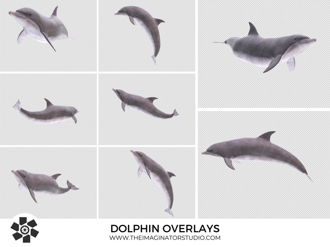 Dolphin Overlays PNG With Transparent Backgrounds for Dolphin Crafts ...