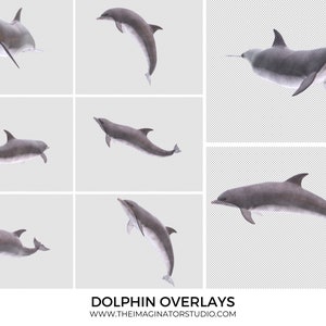 Dolphin Overlays PNG With Transparent Backgrounds for Dolphin Crafts ...