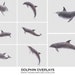 Dolphin Overlays PNG With Transparent Backgrounds for Dolphin Crafts ...