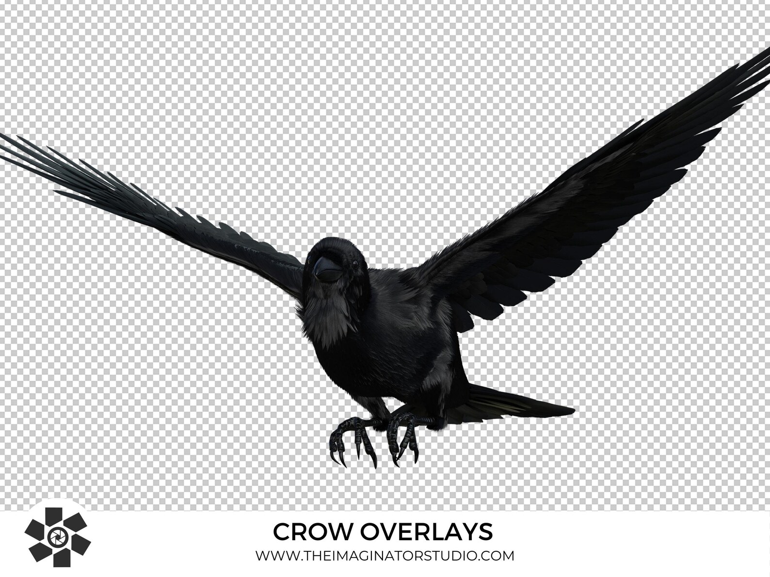 Crow Overlays | Raven | Bird Overlays | Crow PNG | Photoshop Overlay ...