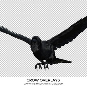 Crow Overlays | Raven | Bird Overlays | Crow PNG | Photoshop Overlay ...