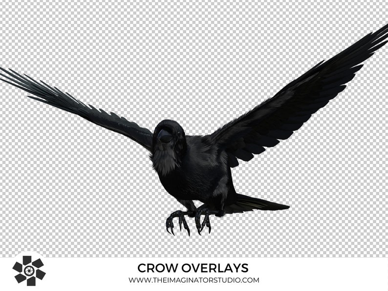 Crow Overlays | Raven | Bird Overlays | Crow PNG | Photoshop Overlay ...