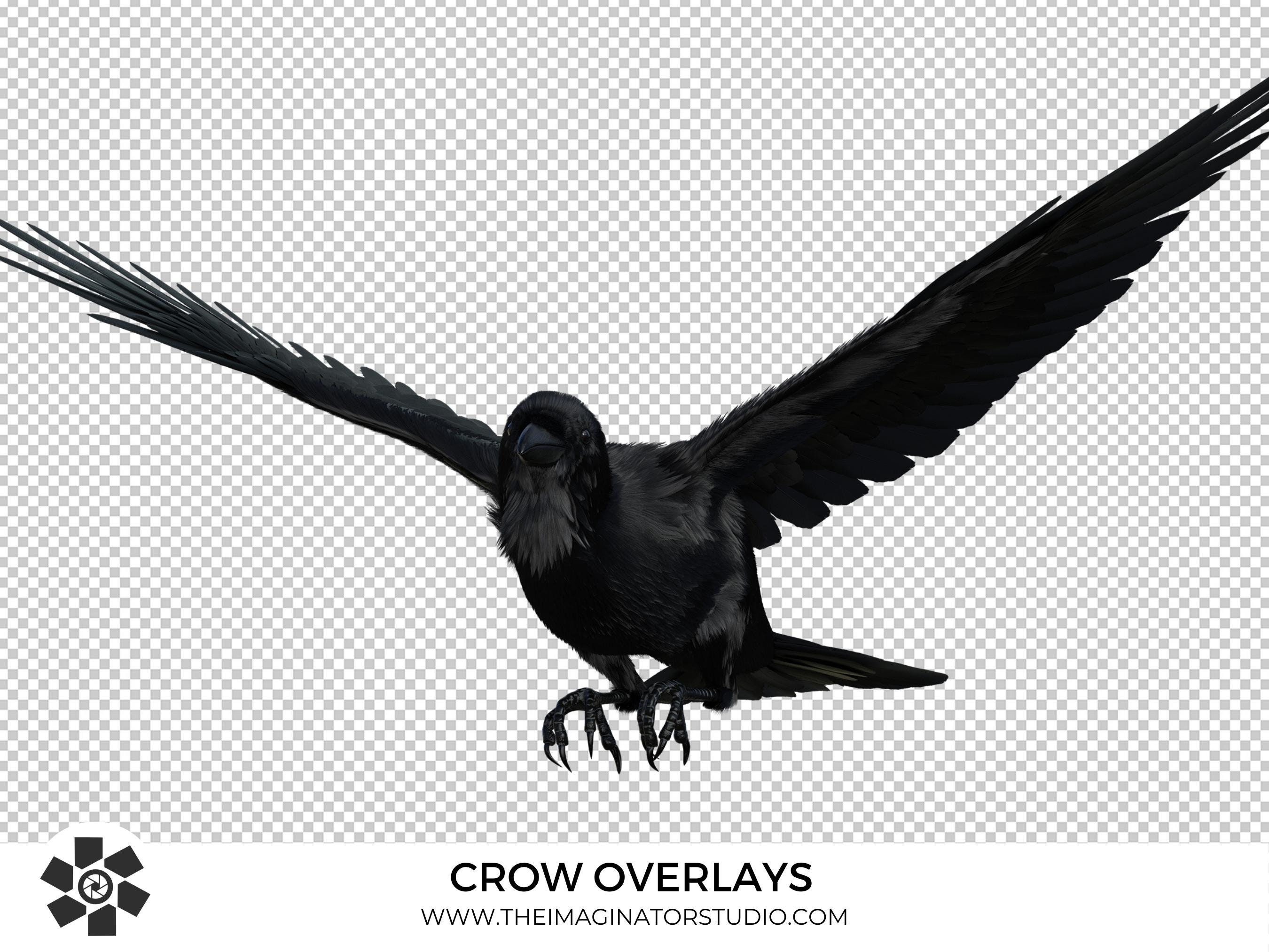 Crow Overlays | Raven | Bird Overlays | Crow PNG | Photoshop Overlay ...