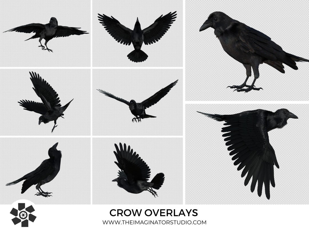 Crow Overlays | Raven | Bird Overlays | Crow PNG | Photoshop Overlay ...