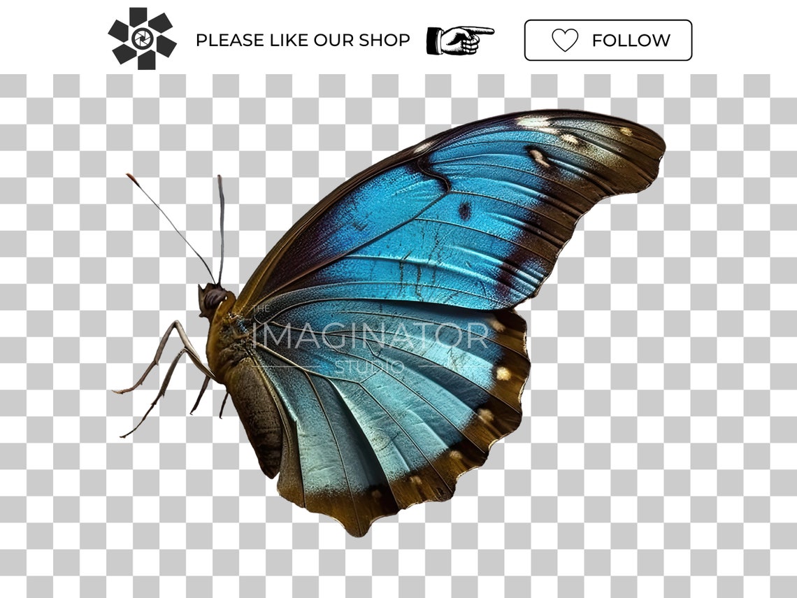 Blue Butterfly Overlays | Blue Morpho Butterfly | PNG | Overlays ...