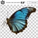 Blue Butterfly Overlays | Blue Morpho Butterfly | PNG | Overlays ...