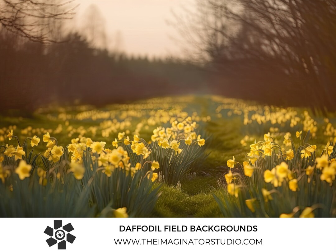 Daffodil Digital Backdrop | Flower Field | Yellow Flowers | Spring ...