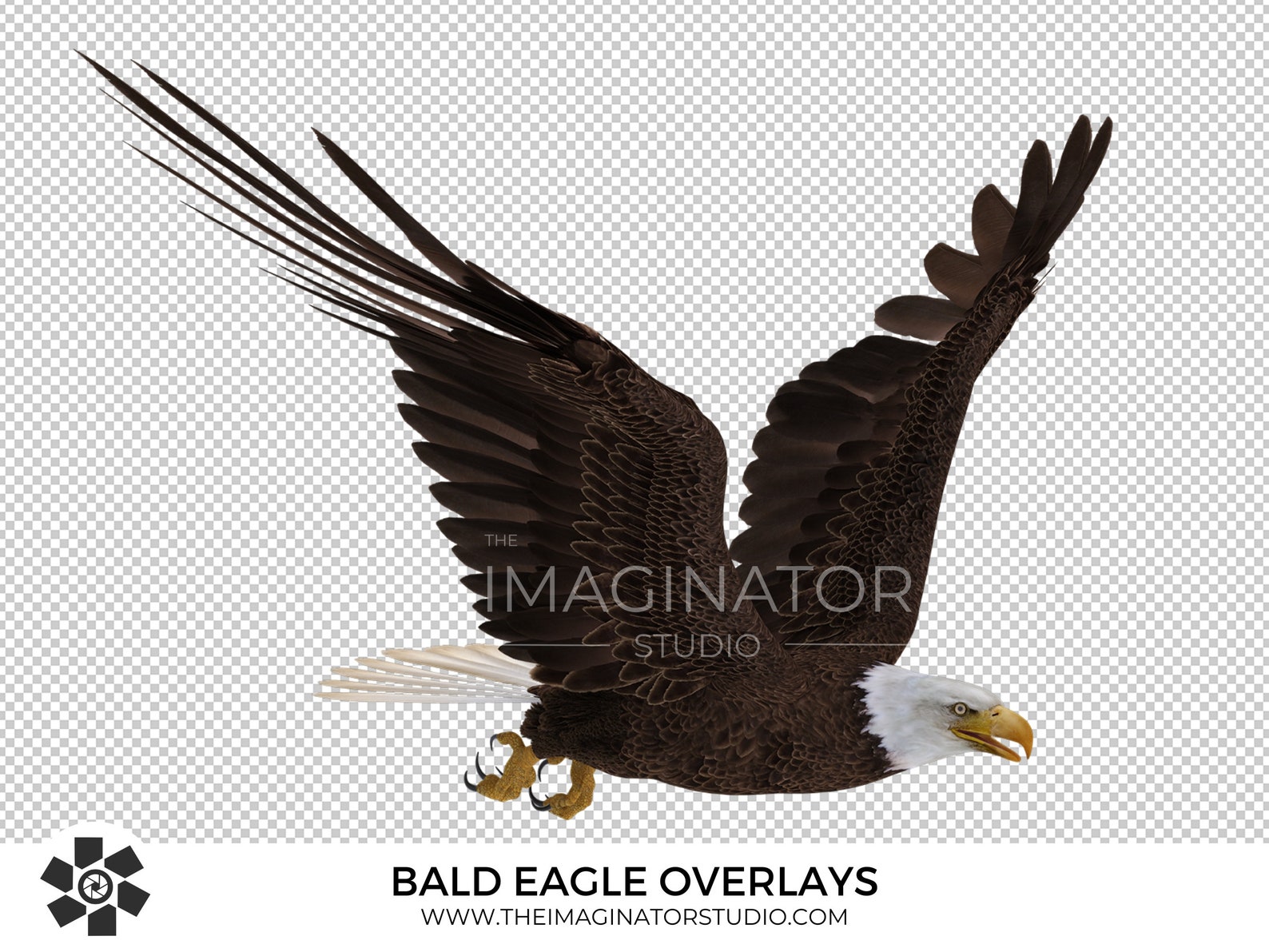 Bald Eagle PNG | Bald Eagle Overlays | Bald Eagle Clipart | Photography ...