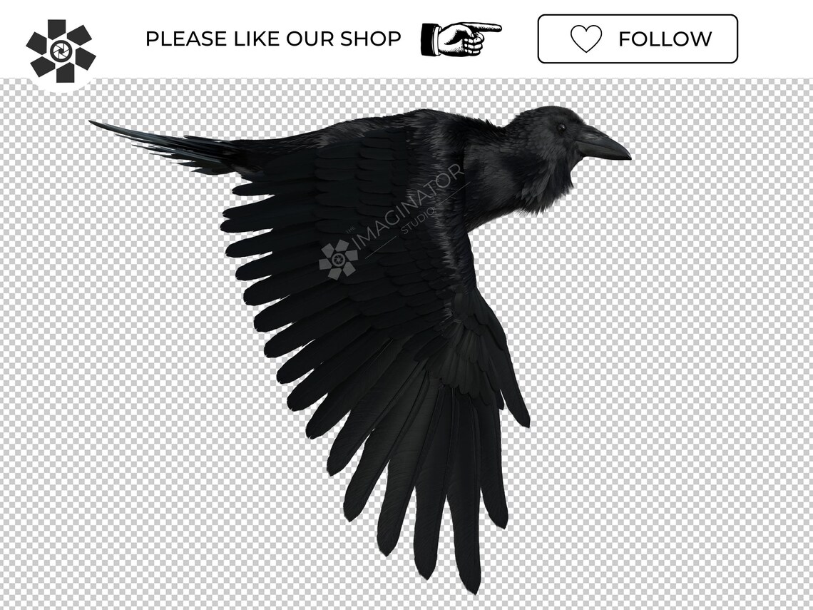 Crow Overlays | Raven | Bird Overlays | Crow PNG | Photoshop Overlay ...
