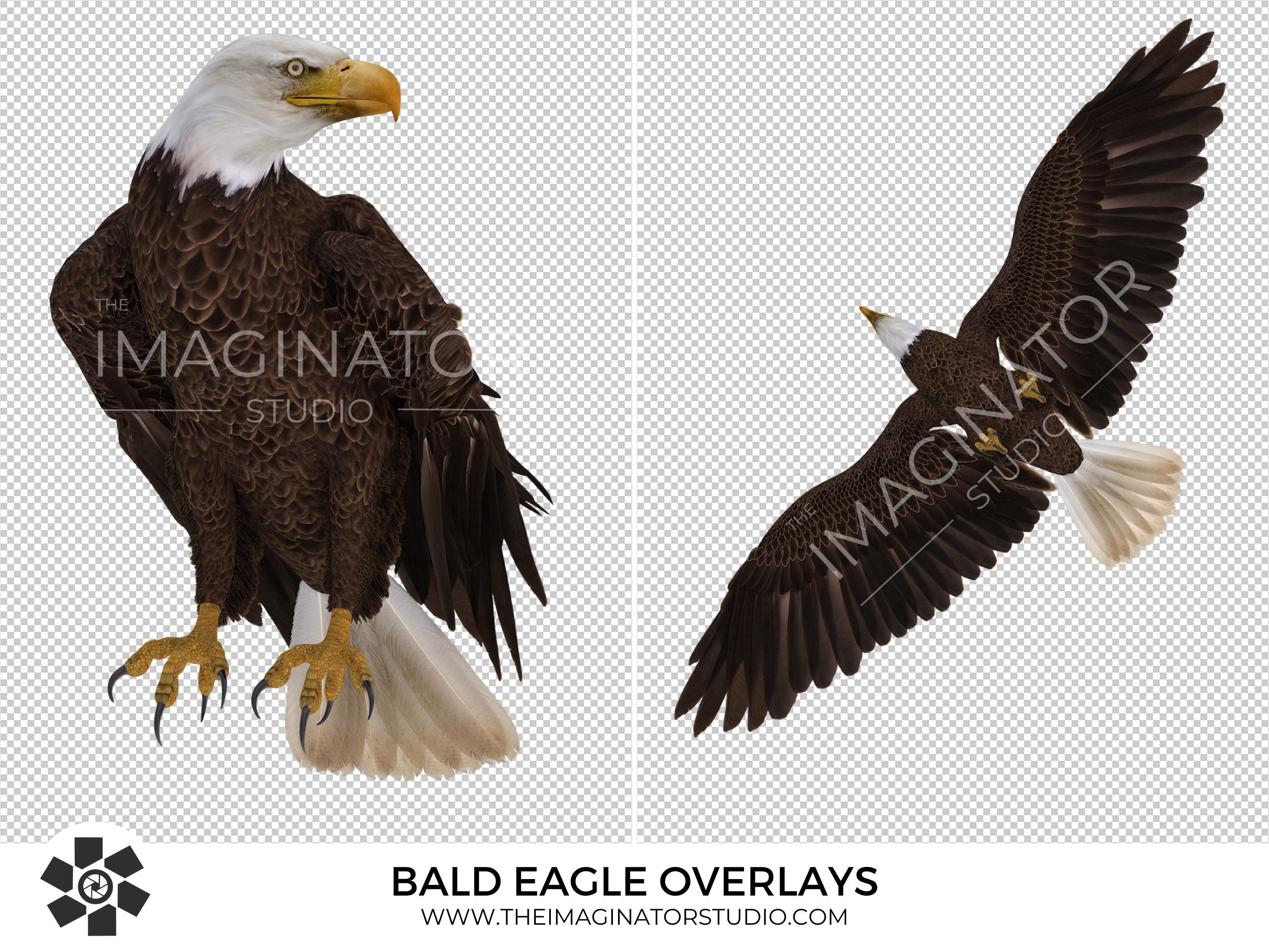 Bald Eagle PNG Bald Eagle Overlays Bald Eagle Clipart - Etsy