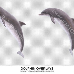 Dolphin Overlays PNG With Transparent Backgrounds for Dolphin Crafts ...