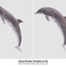 Dolphin Overlays PNG With Transparent Backgrounds for Dolphin Crafts ...