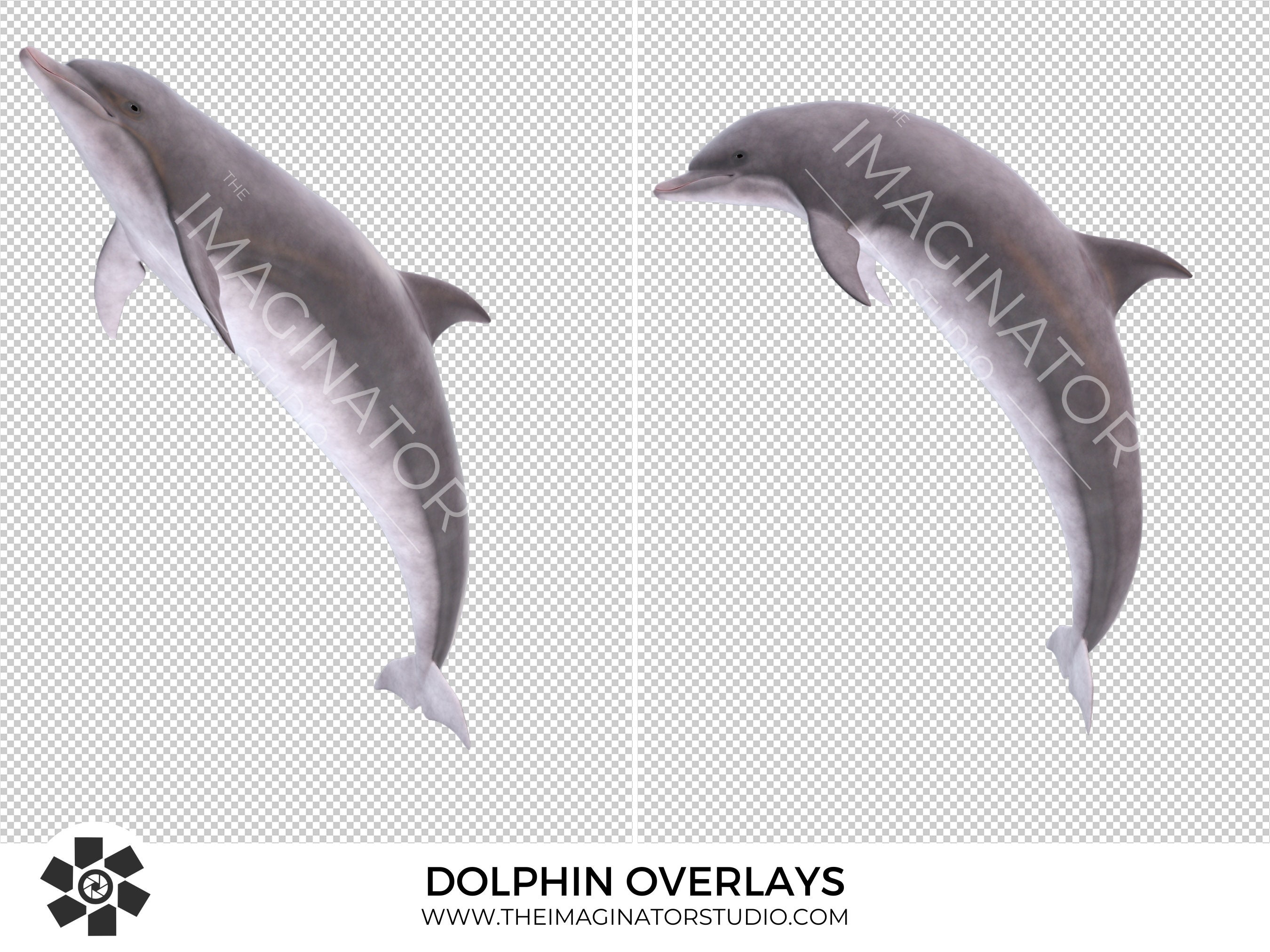 Dolphin Overlays PNG With Transparent Backgrounds for Dolphin Crafts ...