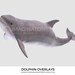 Dolphin Overlays PNG With Transparent Backgrounds for Dolphin Crafts ...