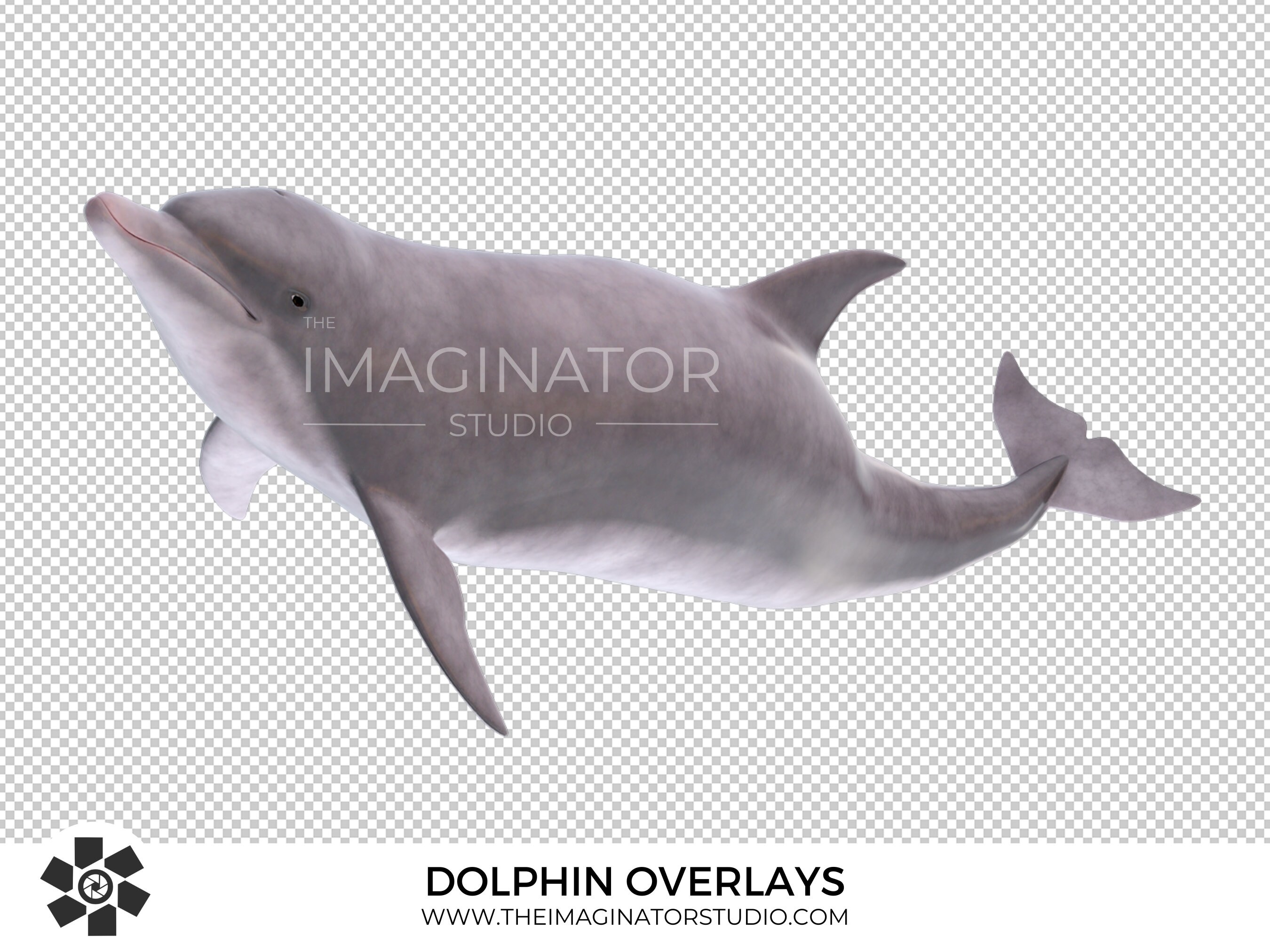 Dolphin Overlays PNG With Transparent Backgrounds for Dolphin Crafts ...