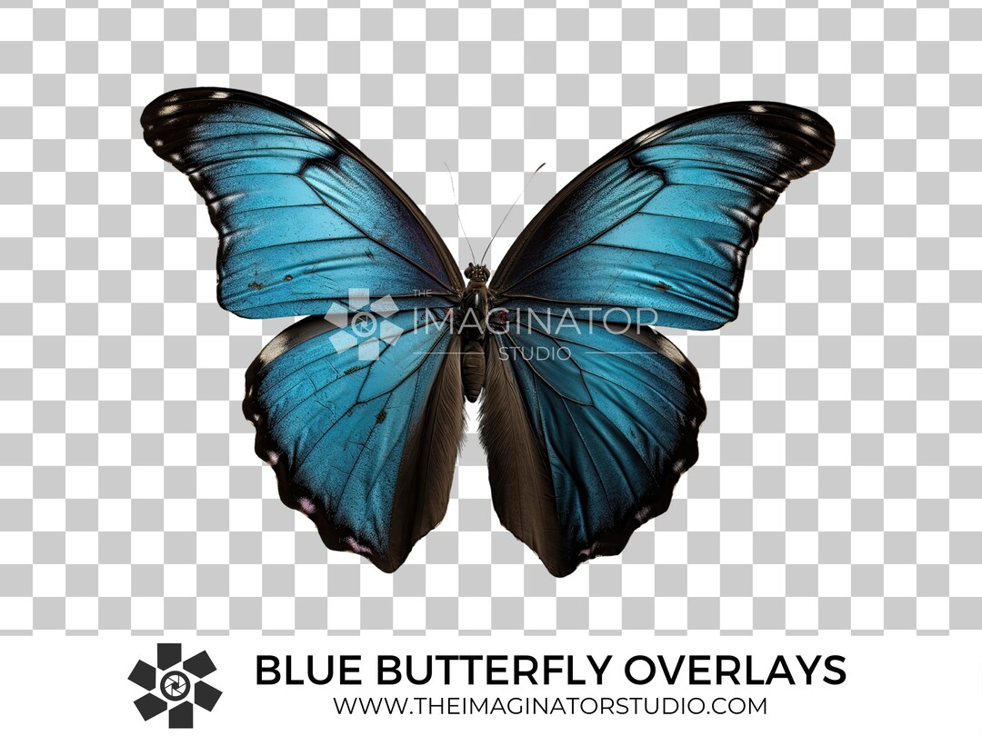 Blue Butterfly Overlays | Blue Morpho Butterfly | PNG | Overlays ...