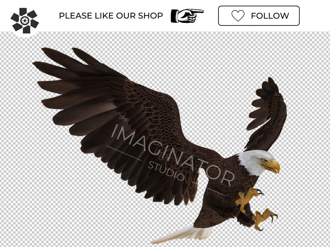Bald Eagle PNG | Bald Eagle Overlays | Bald Eagle Clipart | Photography ...