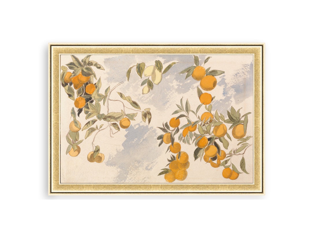 Vintage Fruit Tree Orange Clementine Watercolor Painting Digital ...