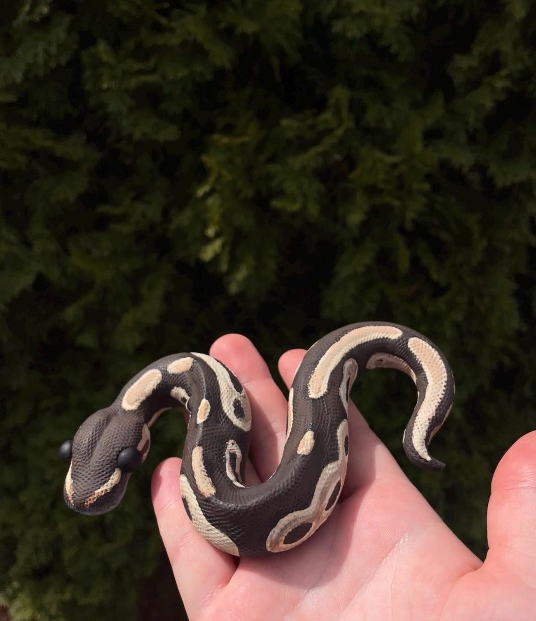 Ball Python Custom Figurine - Snake Custom/clay Snake/pet Memorial Art ...