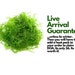 BUY2GET1FREE Java Moss, Bogor Moss Aquarium Plant Easy Aquarium Plant ...