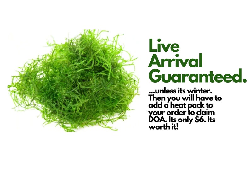 BUY2GET1FREE Java Moss Bogor Moss Aquarium Plant Easy - Etsy