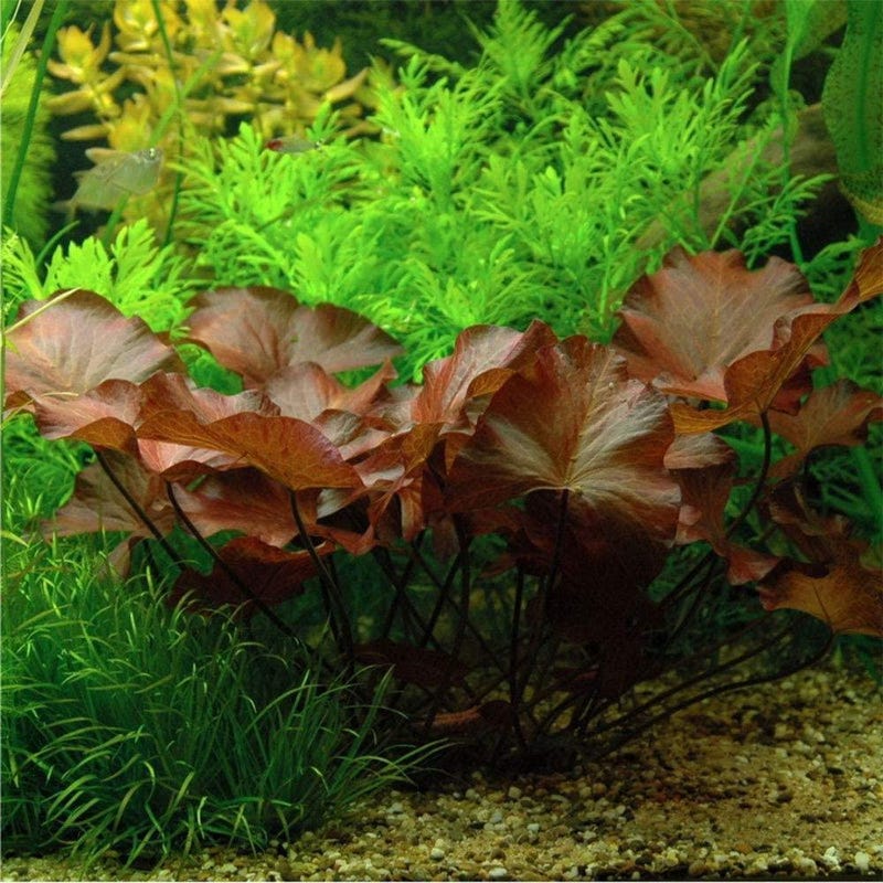 Dwarf Aquarium Lily - Etsy