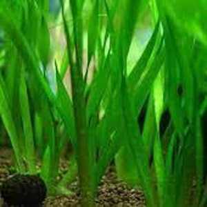 BUY2GET1FREE Italian Valisneria - X6 Vallisneria Spiralis Live Green ...