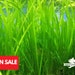 BUY2GET1FREE Java Moss, Bogor Moss Aquarium Plant | Easy Aquarium Plant ...