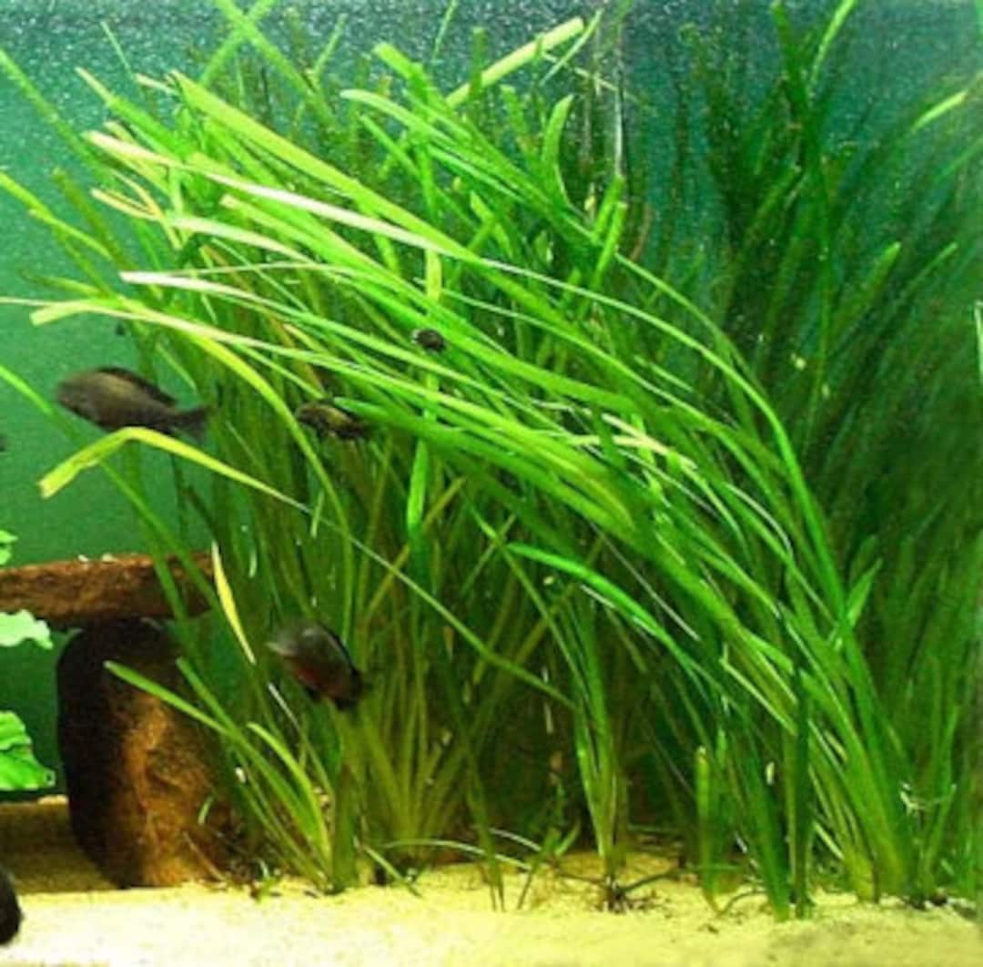 Flor De La Vallisneria Americana