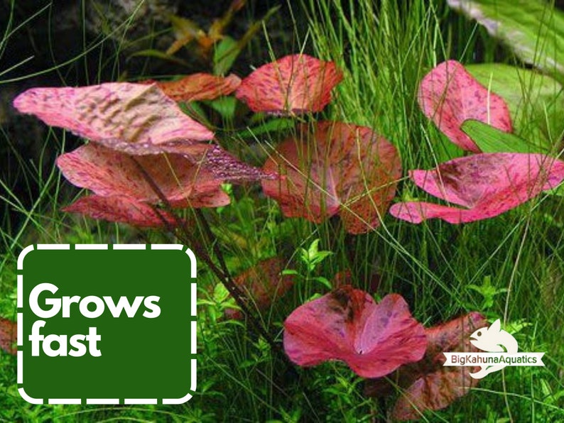 Buy 2 Get 1 Free Red Tiger Lotus 1 BULB nymphaea Zenkeri - Etsy