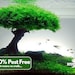 BUY2GET1FREE Java Moss, Bogor Moss Aquarium Plant Easy Aquarium Plant ...