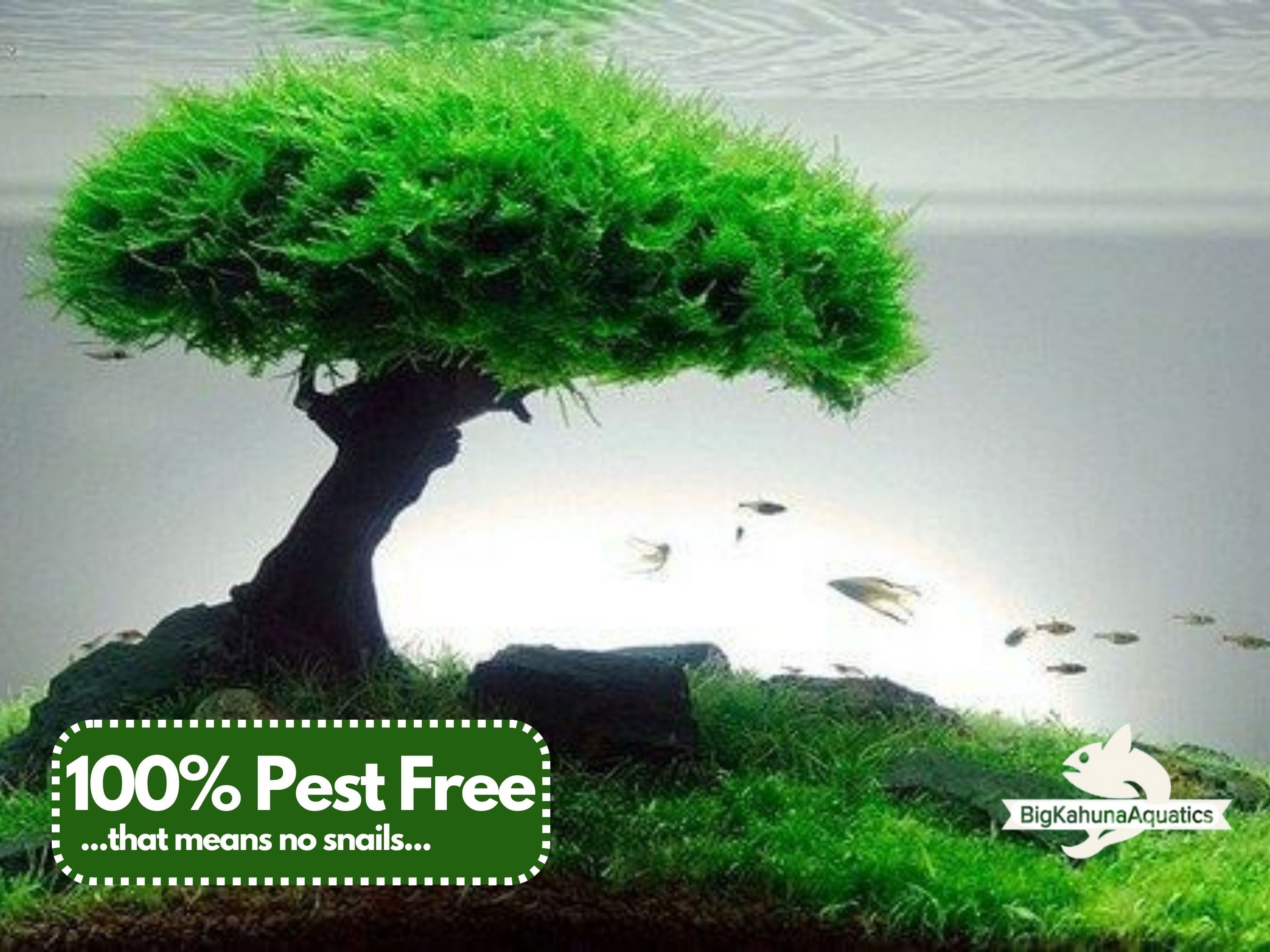 BUY2GET1FREE Java Moss Bogor Moss Aquarium Plant Easy - Etsy UK