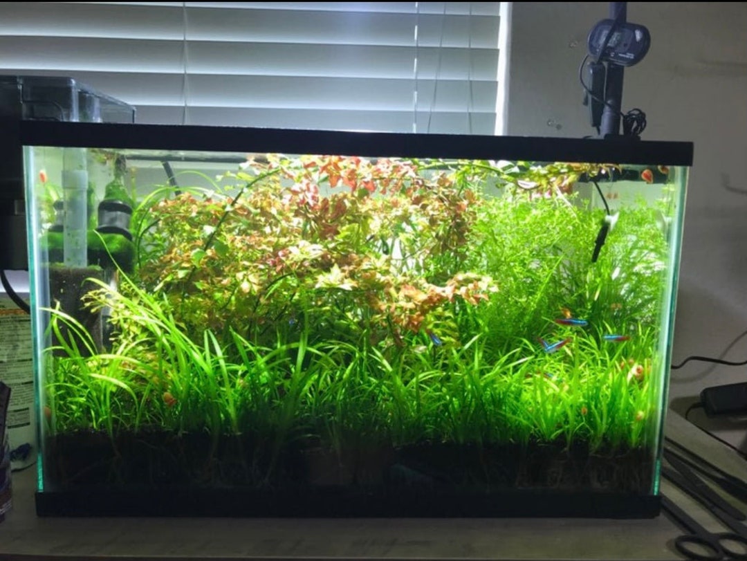 BULK Dwarf Sagittaria Subulata Dwarf Sag Live Aquarium Plants Aquatic ...