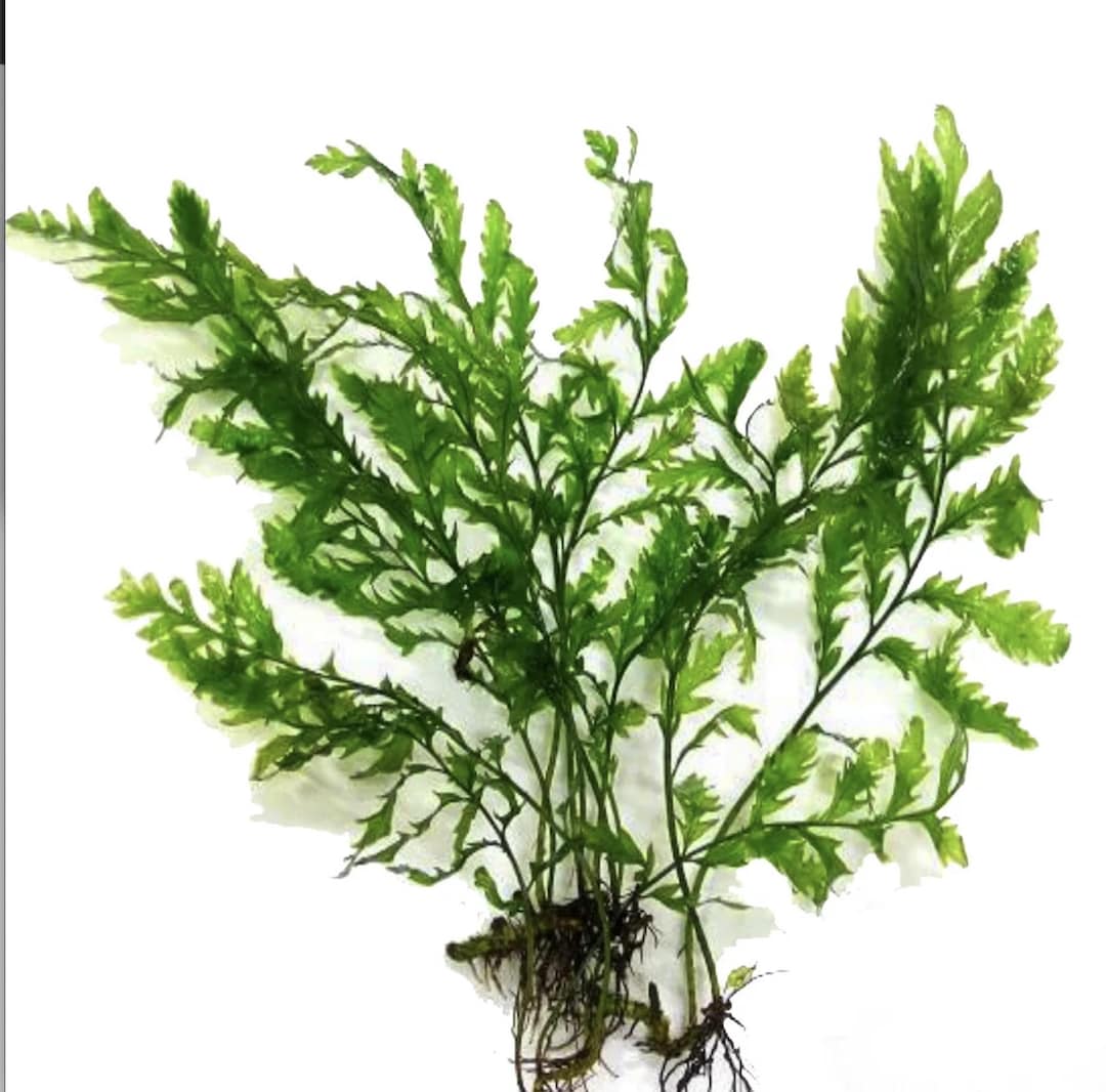 BUY2GET1FREE Bolbitis Mini-bolbitis Heteroclita Difformis | Easy Live ...